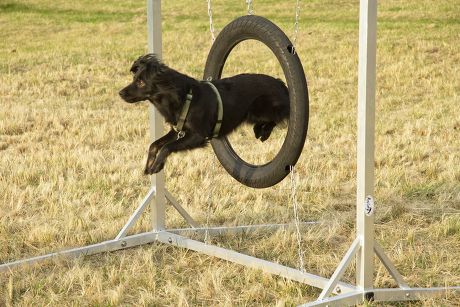 Dog Jumping Through Hoop During Agility Editorial Stock Photo - Stock ...