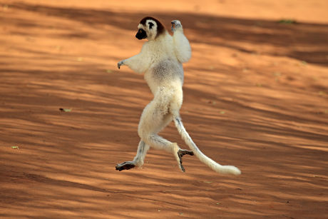 Verreauxs Sifaka Propithecus Verreauxi Jumping Editorial Stock Photo ...