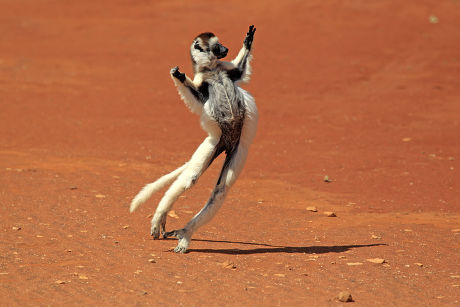 Verreauxs Sifaka Propithecus Verreauxi Jumping Editorial Stock Photo ...