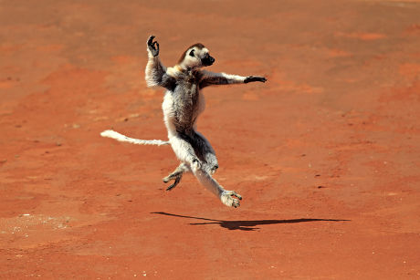 Verreauxs Sifaka Propithecus Verreauxi Jumping Editorial Stock Photo ...