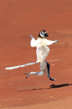 Verreauxs Sifaka Propithecus Verreauxi Jumping Editorial Stock Photo ...