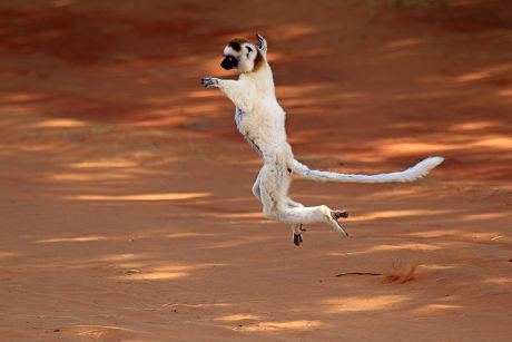 Verreauxs Sifaka Propithecus Verreauxi Jumping Editorial Stock Photo ...