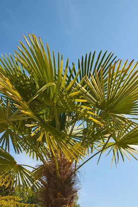 Chinese Windmill Palm Trachycarpus Fortunei Editorial Stock Photo ...