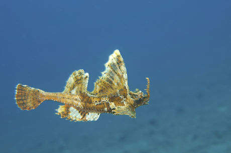 3 Alligatorfish Stock Pictures, Editorial Images and Stock Photos ...