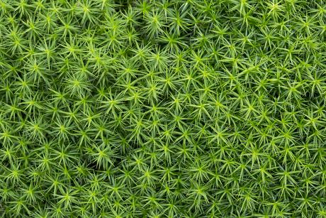 Common Haircap Moss Common Hair Moss Editorial Stock Photo - Stock ...
