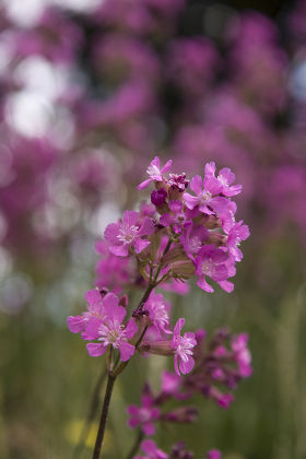 Sticky Catchfly Clammy Campion Silene Viscaria Editorial Stock Photo ...
