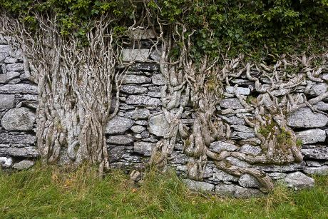 Old Brick Wall Overgrown Ivy Roots Editorial Stock Photo - Stock Image ...