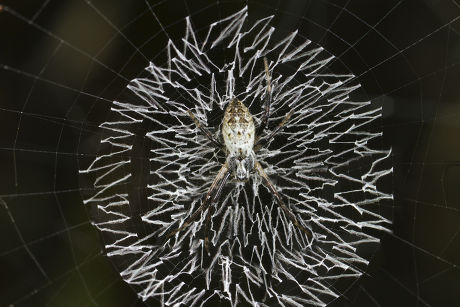 Orb Web Spider Grass Cross Spider Editorial Stock Photo - Stock Image ...