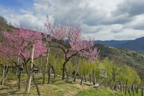 Blossoming Peach Trees Prunus Persica Vineyard Editorial Stock Photo ...