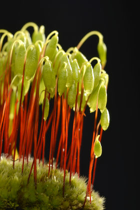 Sporophytes Creeping Feathermoss Amblystegium Serpens Editorial Stock ...