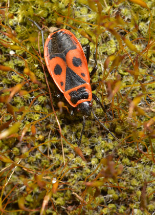 Common Fire Bug Pyrrhocoris Apterus On Editorial Stock Photo - Stock ...