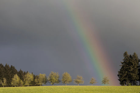 Rainbow Behind Row Trees Editorial Stock Photo - Stock Image | Shutterstock