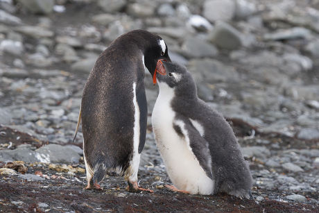 Gentoo Penguins Pygoscelis Papua Adult Bird Editorial Stock Photo ...
