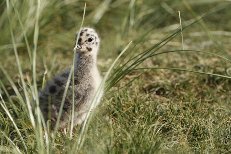 Common Gull Mew Gull Larus Canus Editorial Stock Photo - Stock Image ...