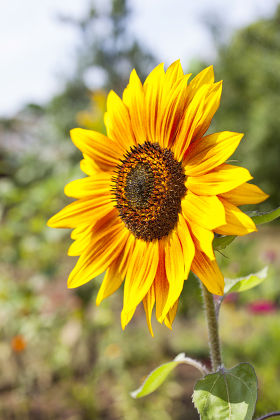 Inflorescence Sunflower Helianthus Annuus Petals Seed Editorial Stock ...