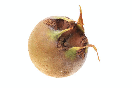 35 Common medlar Stock Pictures, Editorial Images and Stock Photos ...
