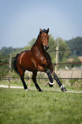 Holsteiner Horse Bay Gelding Galloping On Editorial Stock Photo - Stock ...