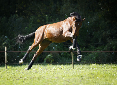 Holsteiner Horse Bay Gelding Leap Frogging Editorial Stock Photo ...