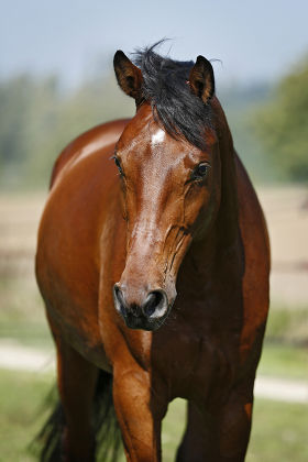 Holsteiner Horse Bay Gelding Editorial Stock Photo - Stock Image ...