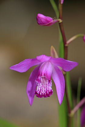 Bletilla Hardy Orchid Chinese Ground Orchid Editorial Stock Photo ...
