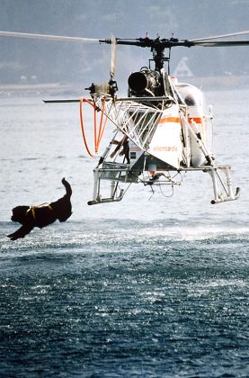 Newfoundland Dog Jumping Helicopter Into Lake Editorial Stock Photo ...