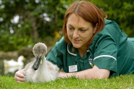 Baby Swan Deformed Beak Editorial Stock Photo - Stock Image | Shutterstock