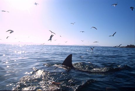 Shark Fin Sea Editorial Stock Photo - Stock Image | Shutterstock