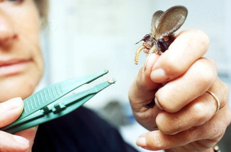 Charlie Baby Long Eared Bat Eating Editorial Stock Photo - Stock Image ...