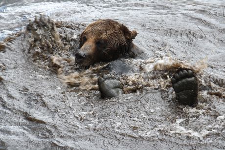 Bear Floating On Back Feet Editorial Stock Photo - Stock Image ...