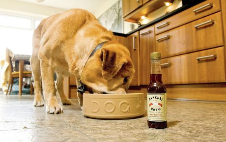 13yearold Golden Labrador Skip Drinks Some Editorial Stock Photo ...