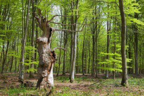 Savernake Forest Savernake Forest England Uk Editorial Stock Photo ...