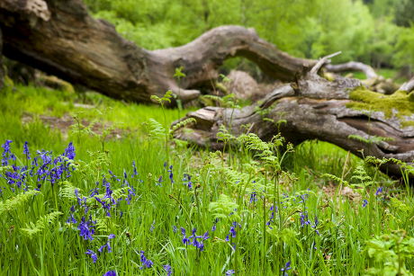 Savernake Forest Savernake Forest England Uk Editorial Stock Photo ...
