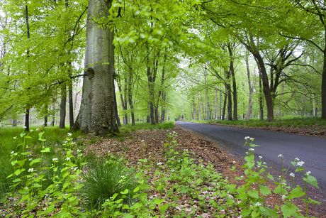 Savernake Forest Savernake Forest England Uk Editorial Stock Photo ...
