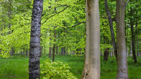 Savernake Forest Savernake Forest England Uk Editorial Stock Photo ...