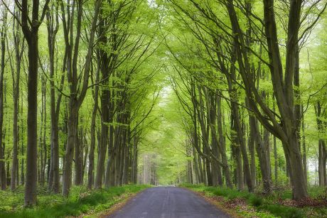 Savernake Forest Savernake Forest England Uk Editorial Stock Photo ...