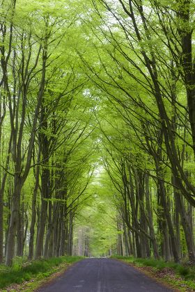 Savernake Forest Savernake Forest England Uk Editorial Stock Photo ...