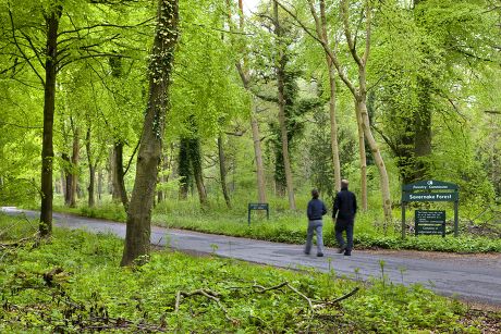Savernake Forest Savernake Forest England Uk Editorial Stock Photo ...
