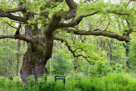 Savernake Forest Savernake Forest England Uk Editorial Stock Photo ...