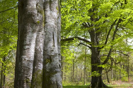 Savernake Forest Savernake Forest England Uk Editorial Stock Photo ...