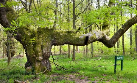 Savernake Forest Savernake Forest England Uk Editorial Stock Photo ...