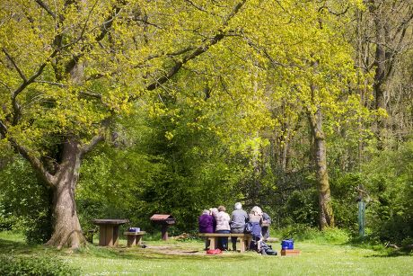 Savernake Forest Savernake Forest England Uk Editorial Stock Photo ...