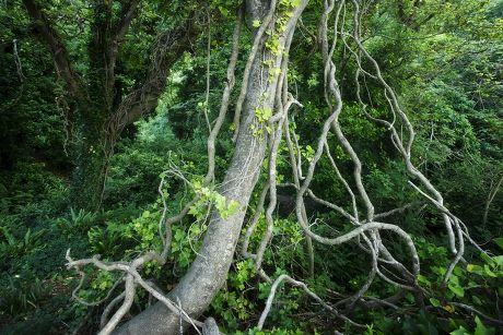 Undercliff Uk Editorial Stock Photo - Stock Image | Shutterstock