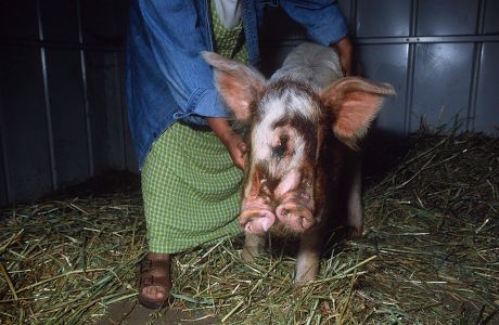 Ditto Pig Two Snouts Editorial Stock Photo - Stock Image | Shutterstock