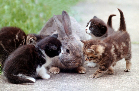 Pippy Rabbit Melly Cats New Litter Editorial Stock Photo - Stock Image ...