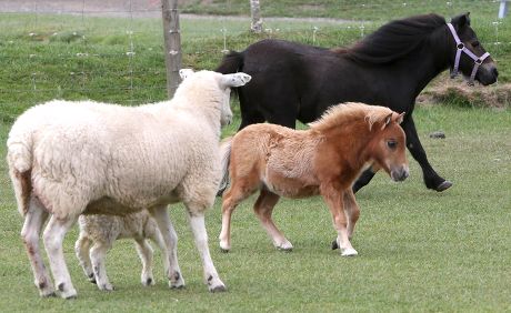 Mini Pony Foal Hercules Mother Annabelle Editorial Stock Photo - Stock ...