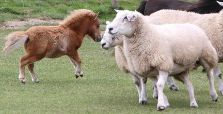 Mini Pony Foal Hercules Sheep Editorial Stock Photo - Stock Image ...