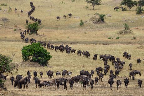 250 Gnu migration Stock Pictures, Editorial Images and Stock Photos ...