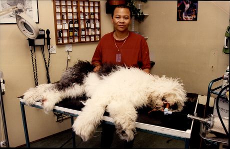 Vet April Jones Who Helps Dogs Editorial Stock Photo - Stock Image ...