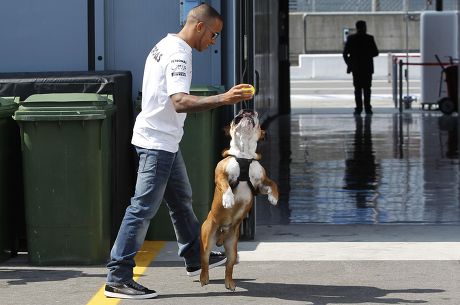 Lewis Hamilton His Dog Roscoe Playing Editorial Stock Photo - Stock ...