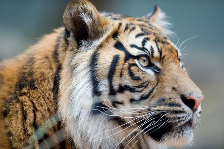 Sumatran Tiger Editorial Stock Photo - Stock Image | Shutterstock